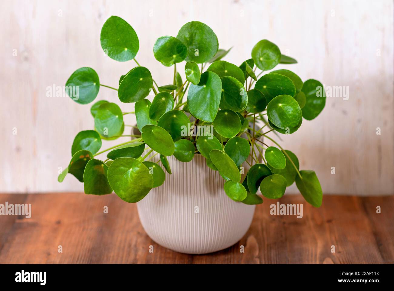 Small Pilea Peperomioides house plant in a gray pot in front of a black ...