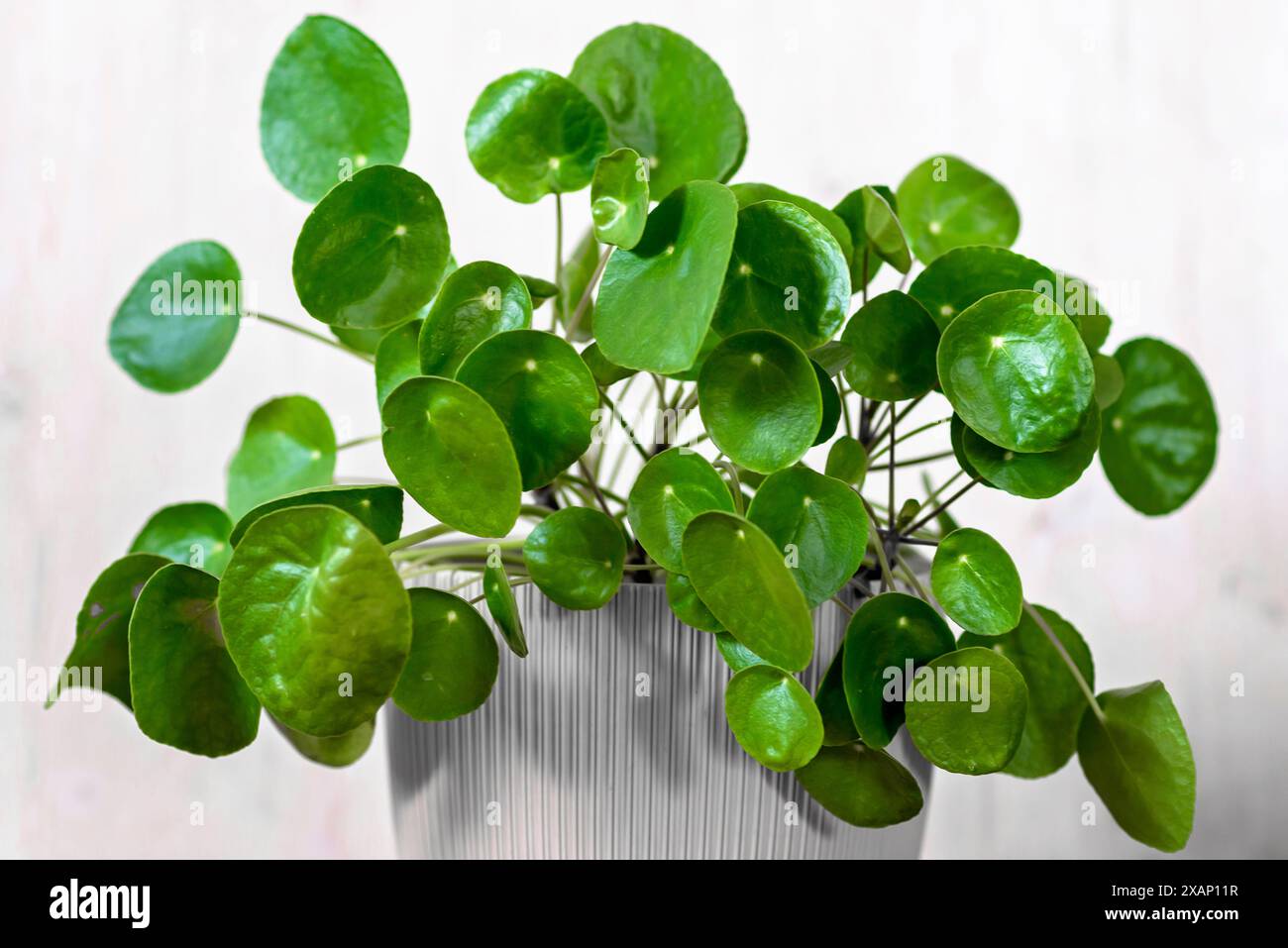 Small Pilea Peperomioides house plant in a gray pot in front of a black ...