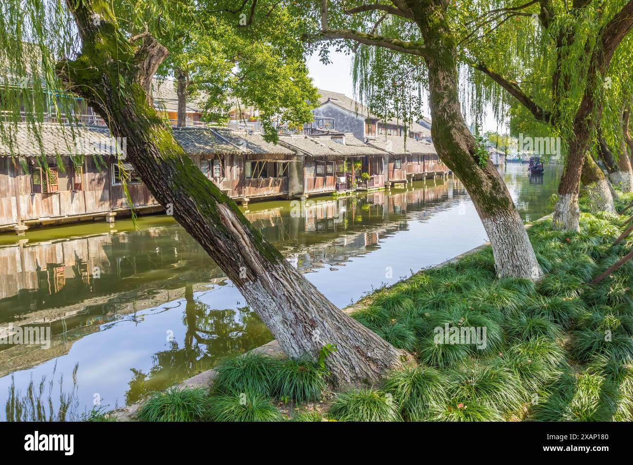 Old willow tree standing hi-res stock photography and images - Alamy