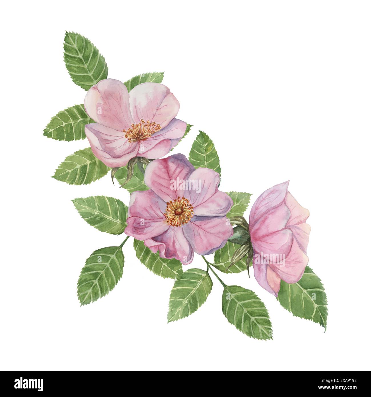 Pink rosehip flower in spring Cut Out Stock Images & Pictures - Alamy