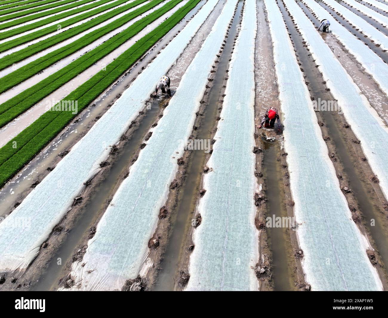 LIANYUNGANG, CHINA - JUNE 8, 2024 - Farmers protect their seedlings at ...