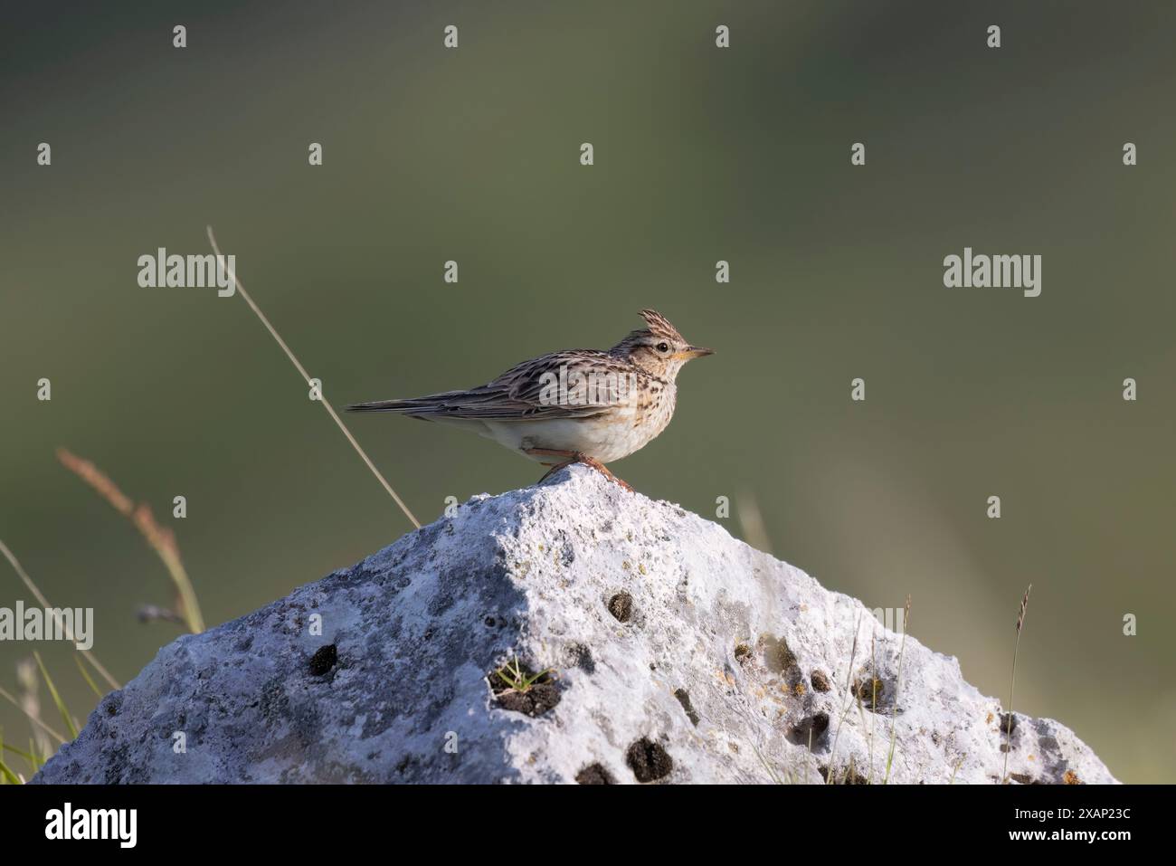Eurasian Skylark (Alauda arvensis), mountain breeding bird, Abruzzo ...