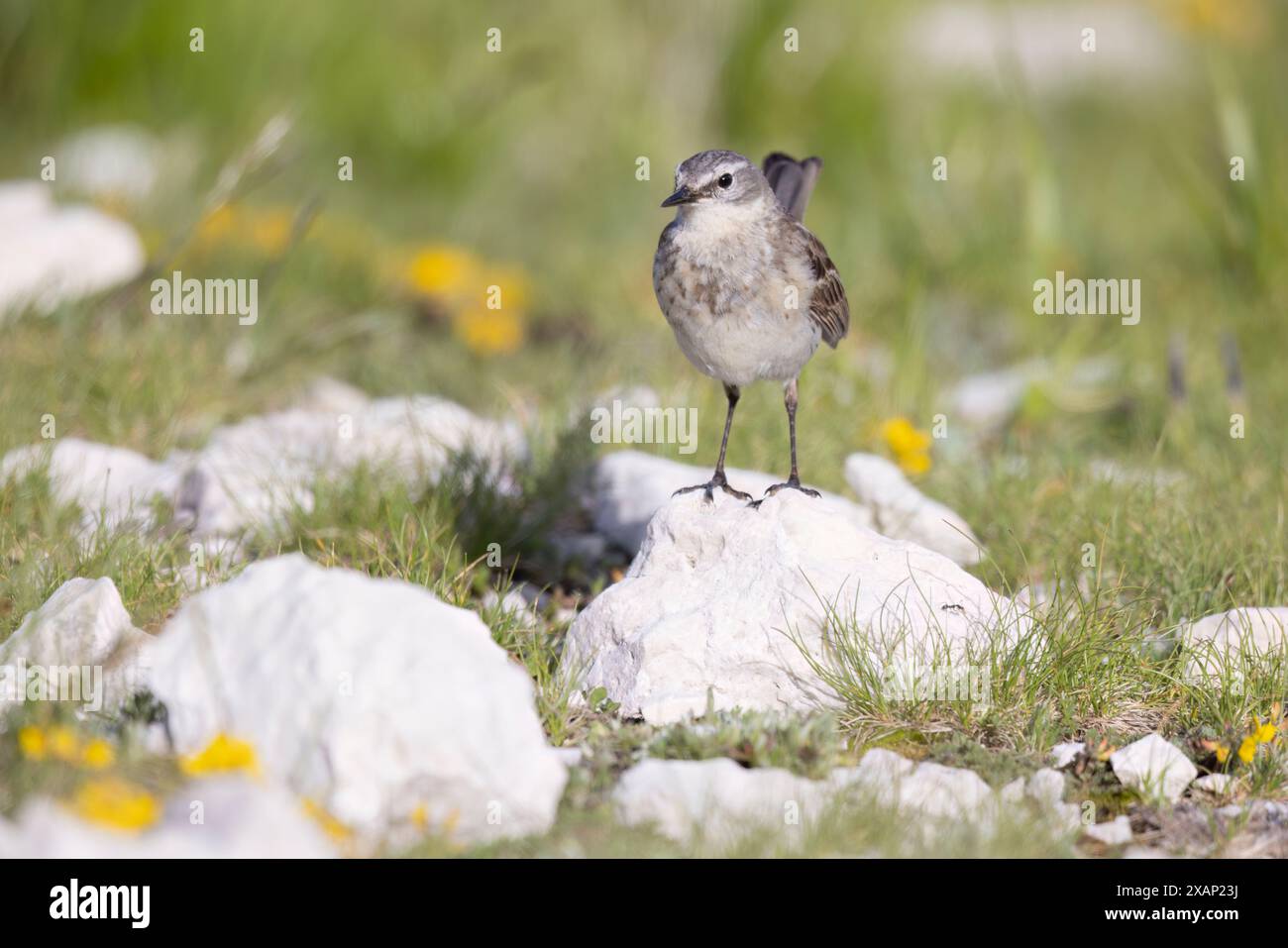 Flora and fauna of high altitude, the water pipit (Anthus spinoletta ...