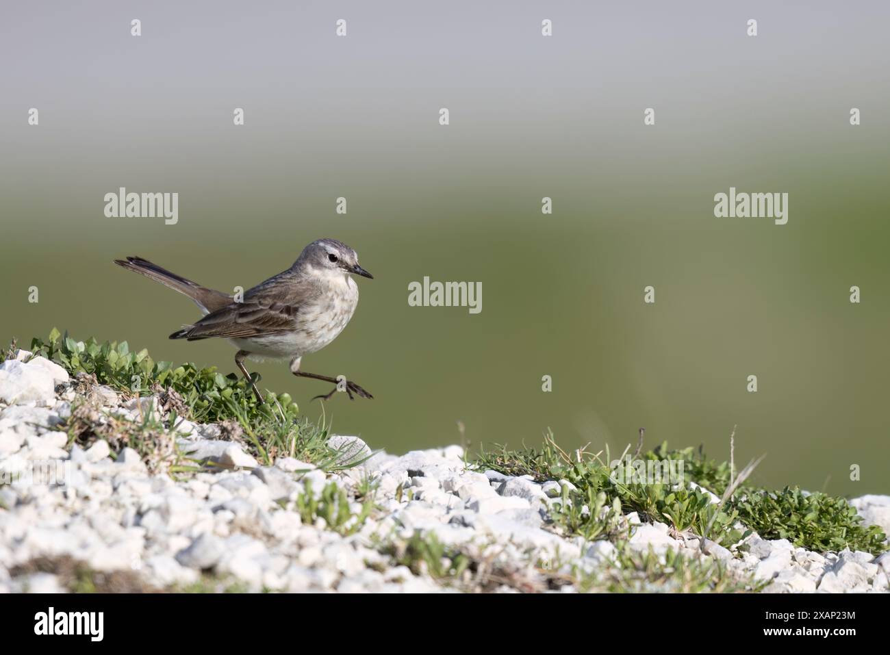 Flora and fauna of high altitude, the water pipit (Anthus spinoletta ...