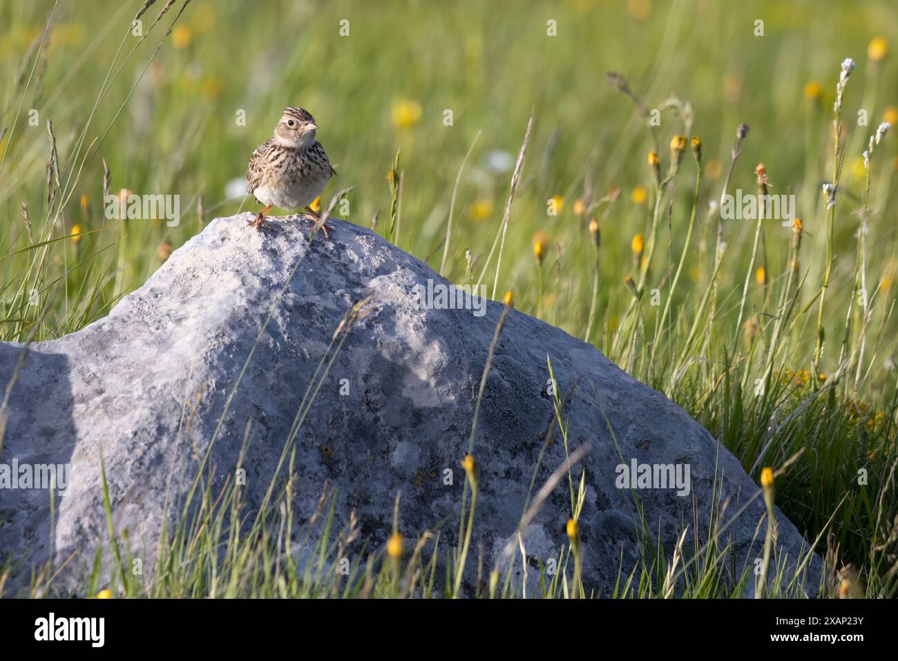 Eurasian Skylark (Alauda arvensis), mountain breeding bird, Abruzzo ...