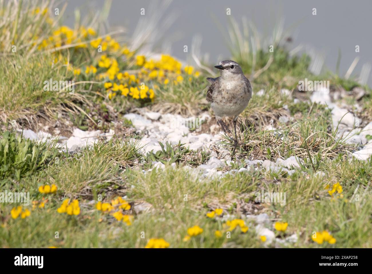 Flora and fauna of high altitude, the water pipit (Anthus spinoletta ...