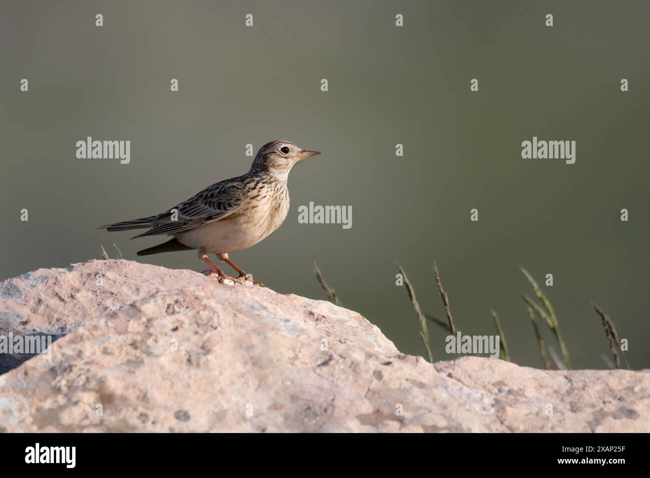 Eurasian Skylark (Alauda arvensis), mountain breeding bird, Abruzzo ...