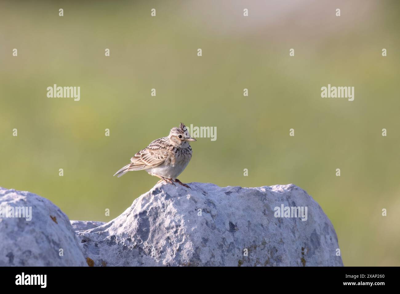 Eurasian Skylark (Alauda arvensis), mountain breeding bird, Abruzzo ...