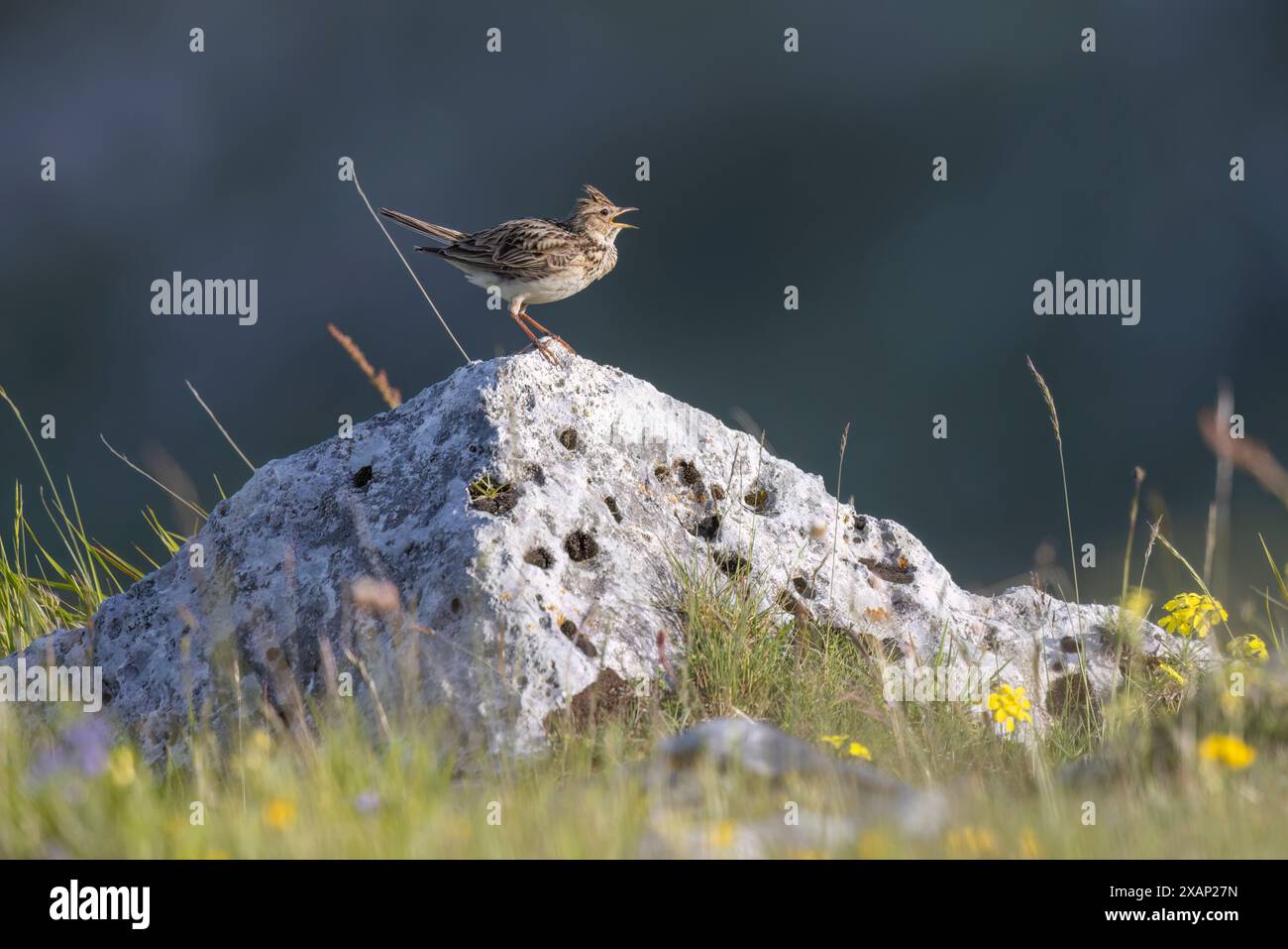 Eurasian Skylark (Alauda arvensis), mountain breeding bird, Abruzzo ...