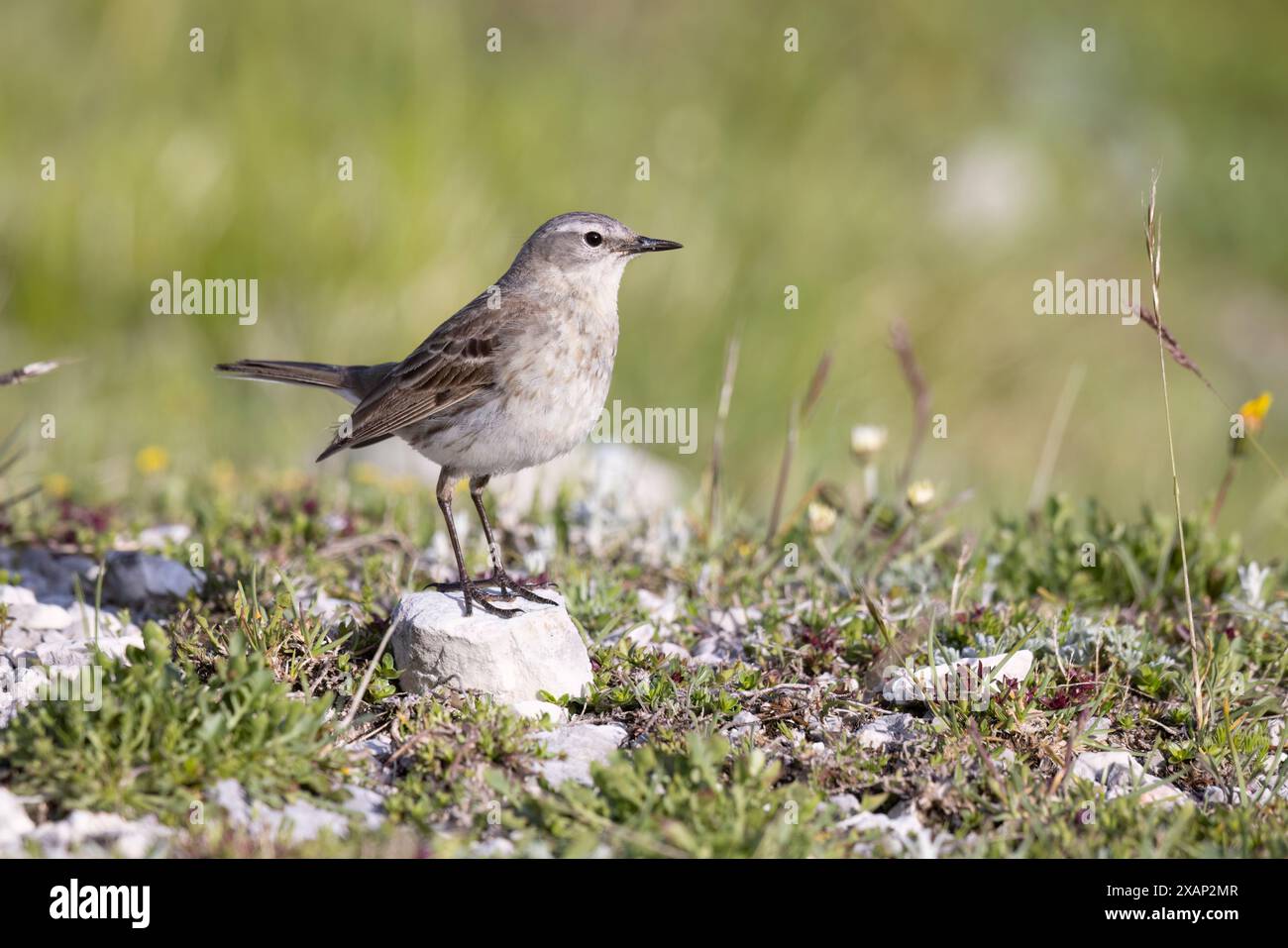 Flora and fauna of high altitude, the water pipit (Anthus spinoletta ...