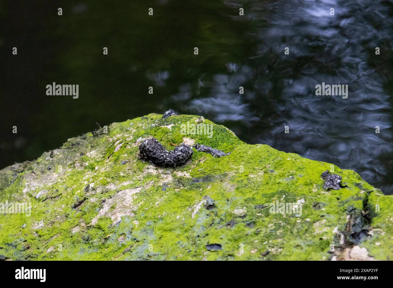 Animal droppings hi-res stock photography and images - Alamy