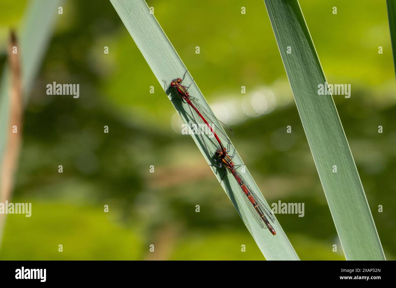 Large Red Damselflies in cop Stock Photo - Alamy