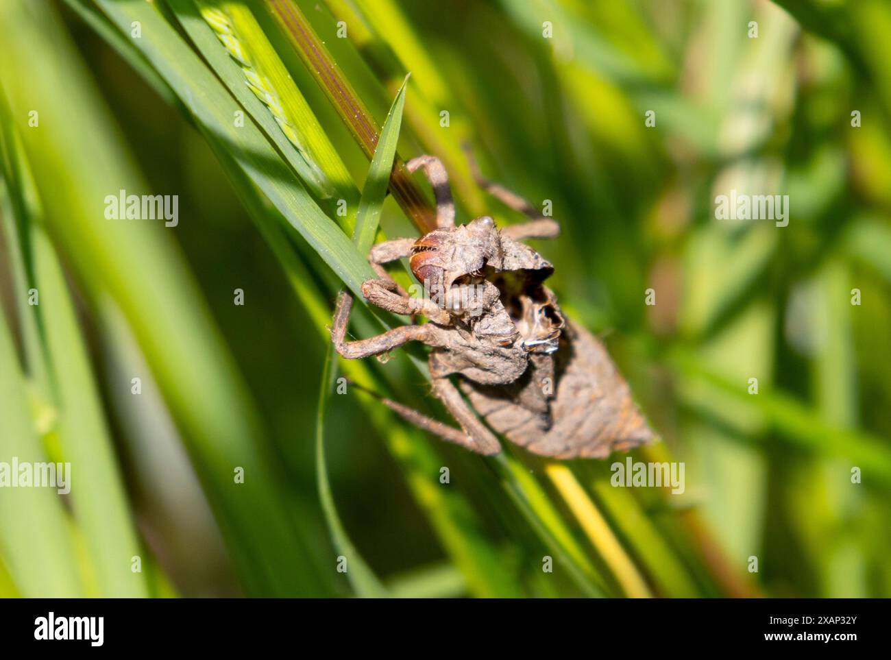 Exuviae hi-res stock photography and images - Alamy