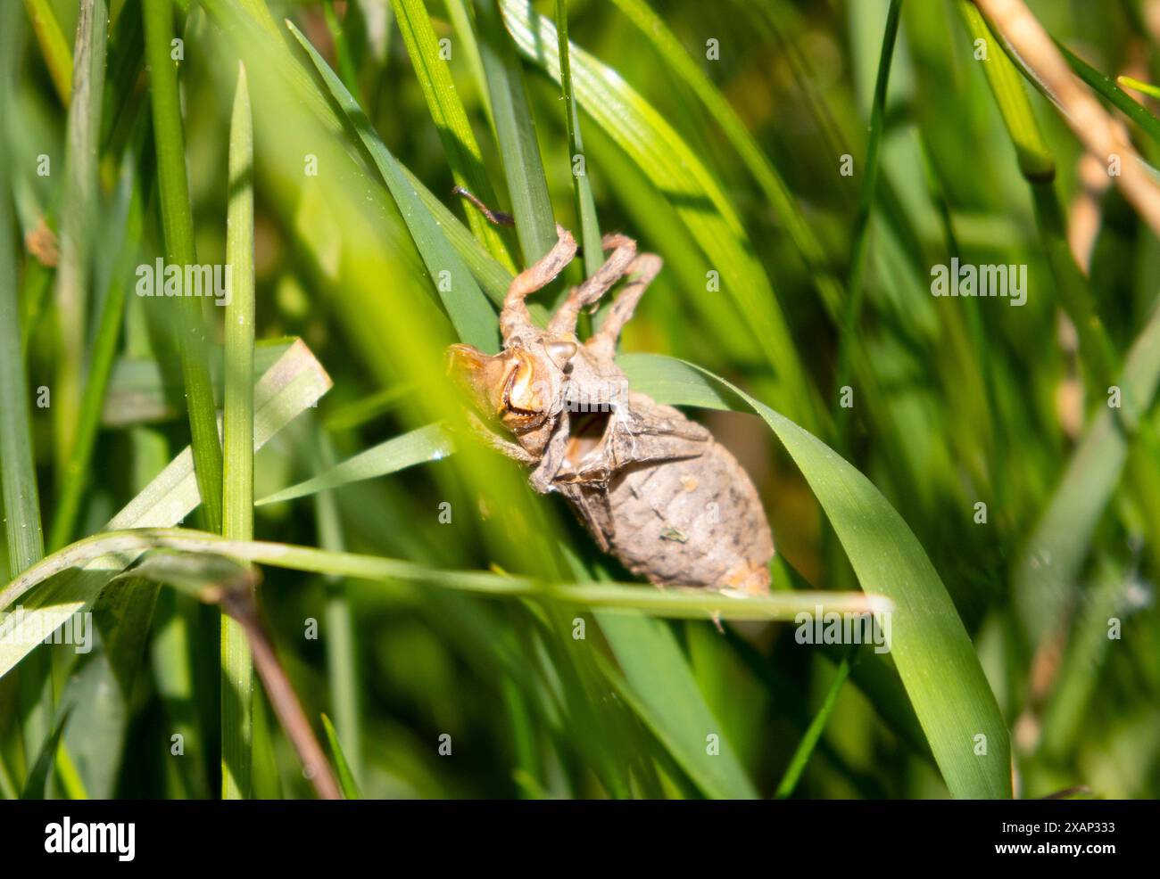 Dragonfly emergence hi-res stock photography and images - Alamy