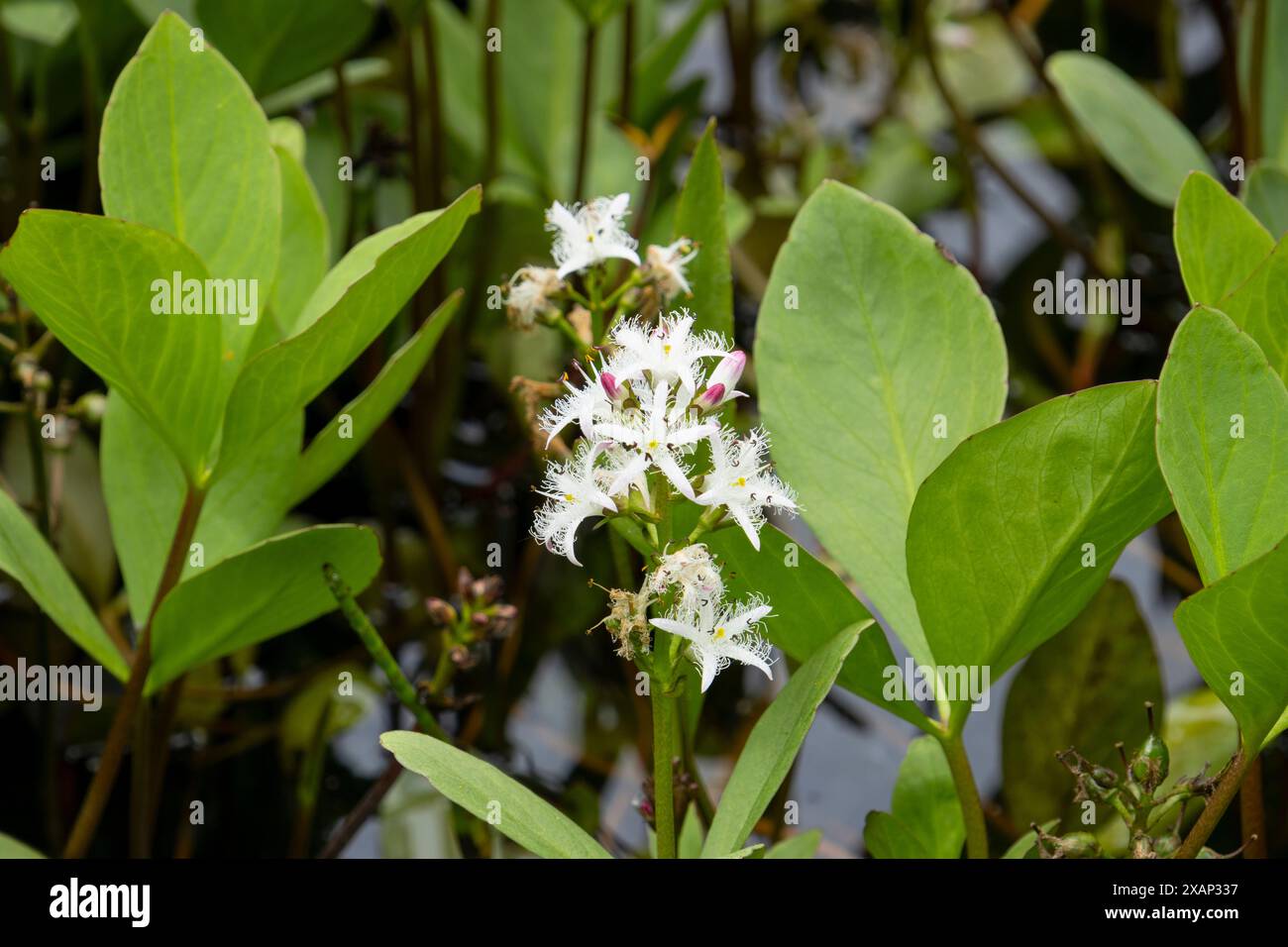 Bog Bean flower Stock Photo - Alamy