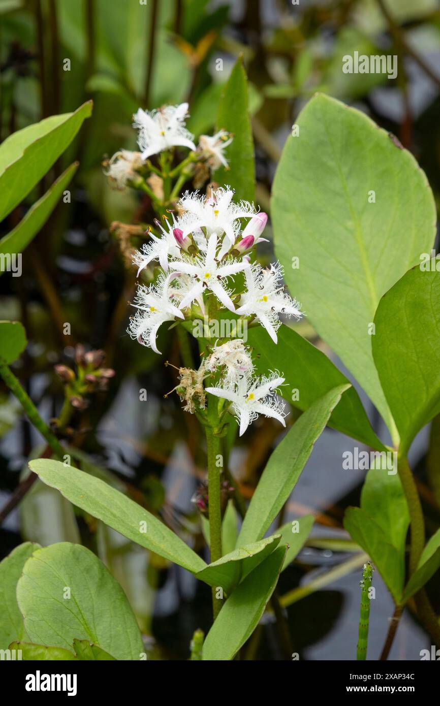 Bog Bean flower Stock Photo - Alamy