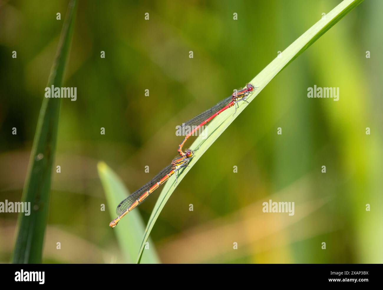 Large Red Damselflies in cop Stock Photo - Alamy