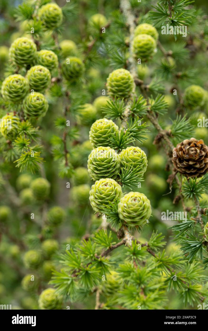 Conifer growth whorls Stock Photo - Alamy