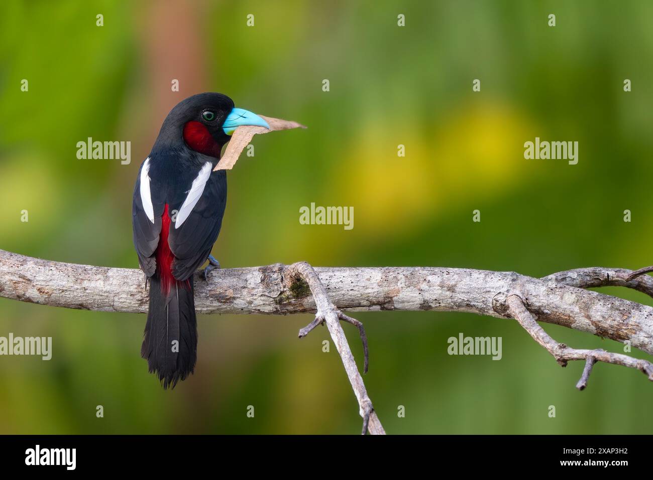 Black-and-red Broadbill - Cymbirhynchus macrorhynchos, beautiful ...