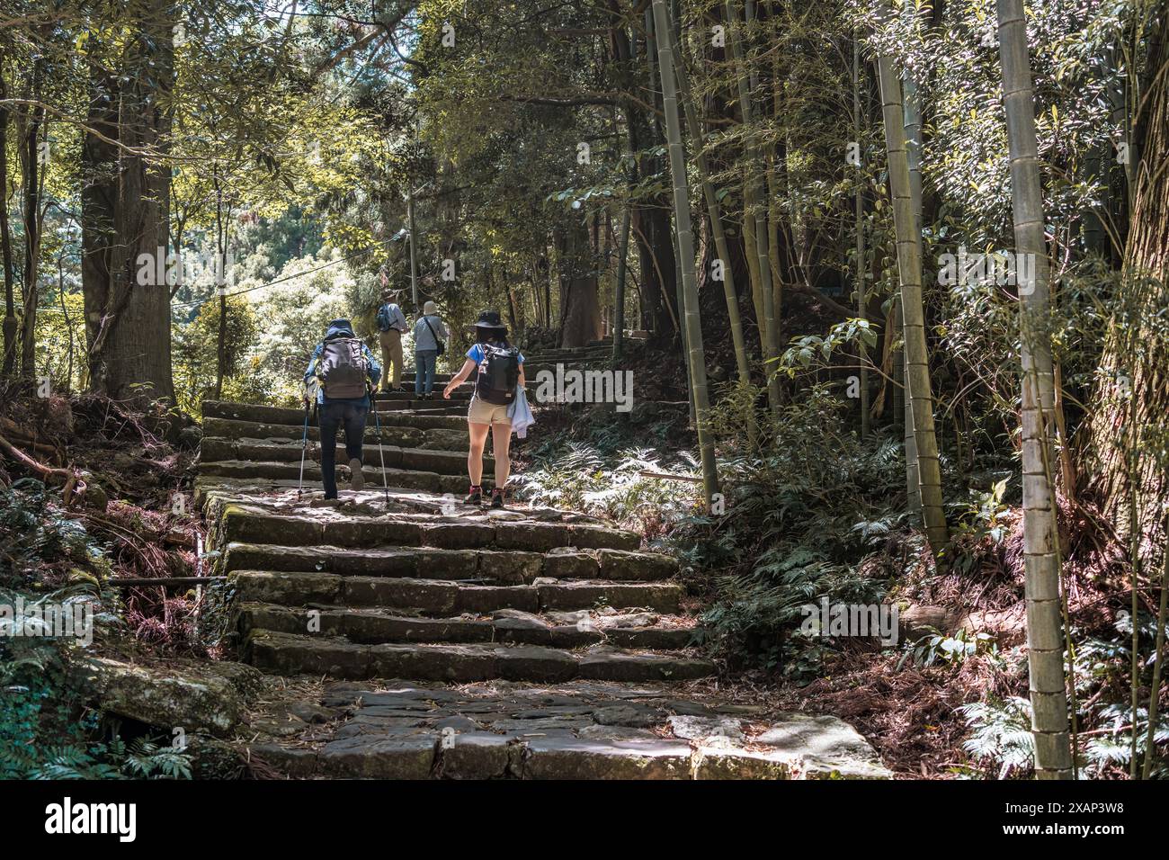 Back view with a group of hikers on Kumano Kodo - Nakahechi Daimon-saka ...