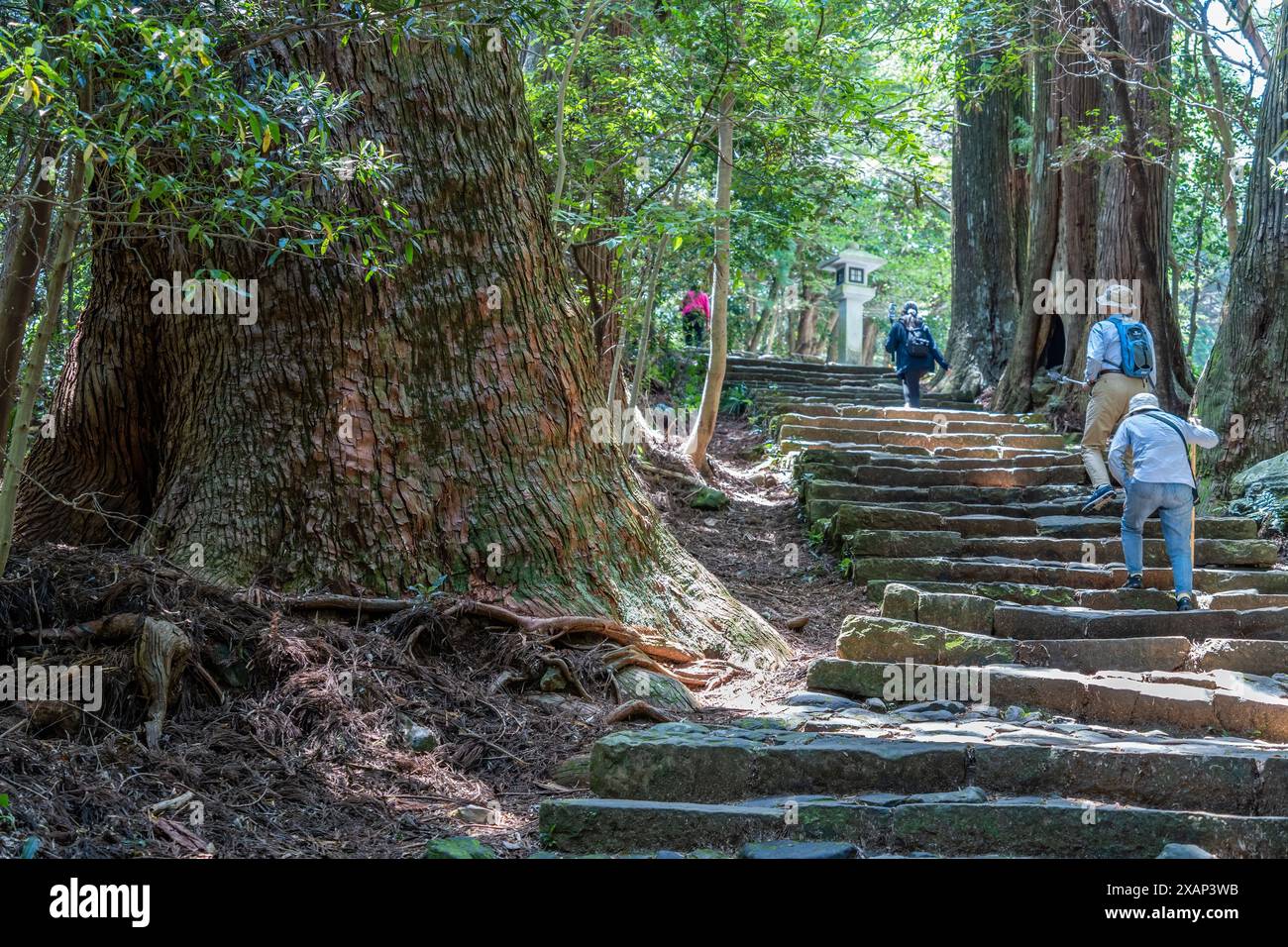 Back view with a group of hikers on Kumano Kodo - Nakahechi Daimon-saka ...
