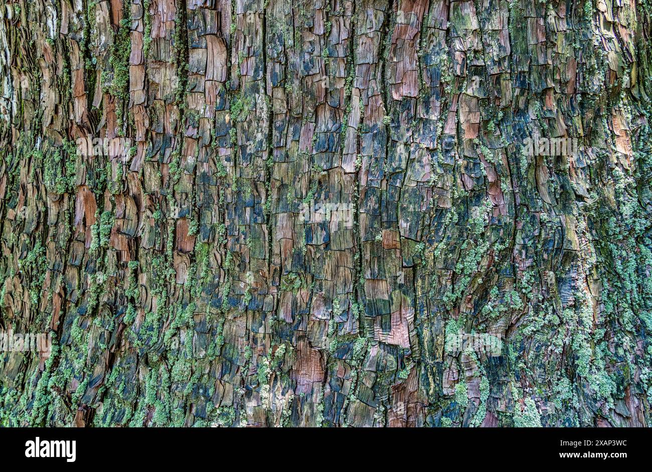 Coniferous cedar tree bark texture background. Close up detail Stock ...