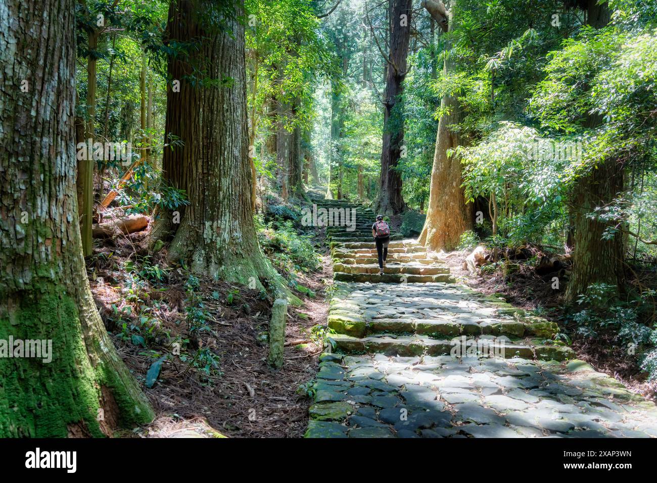 Cobblestone path through the forest of ancient cedars, part of the ...