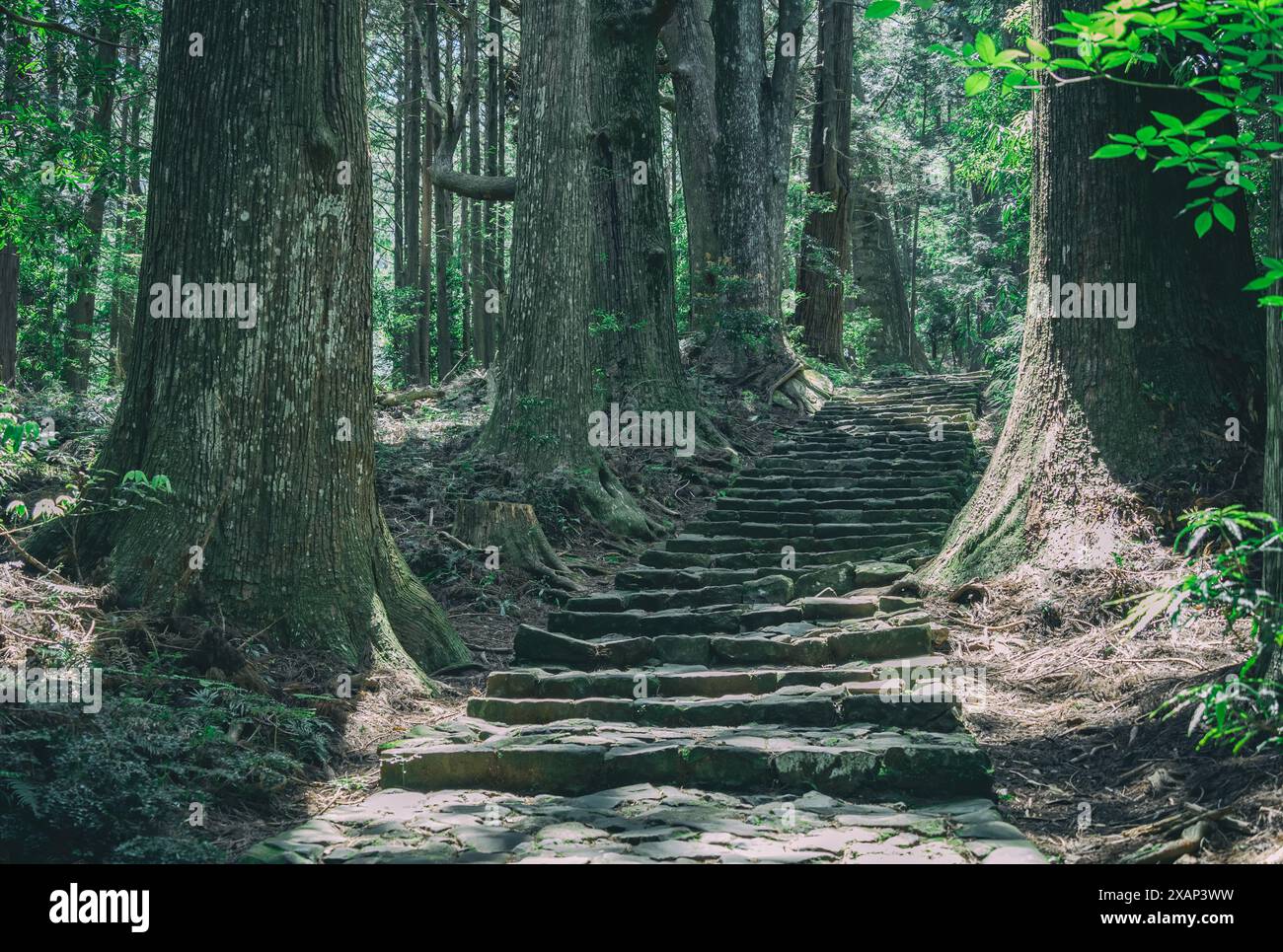 Cobblestone path through the forest of ancient cedars, part of the ...