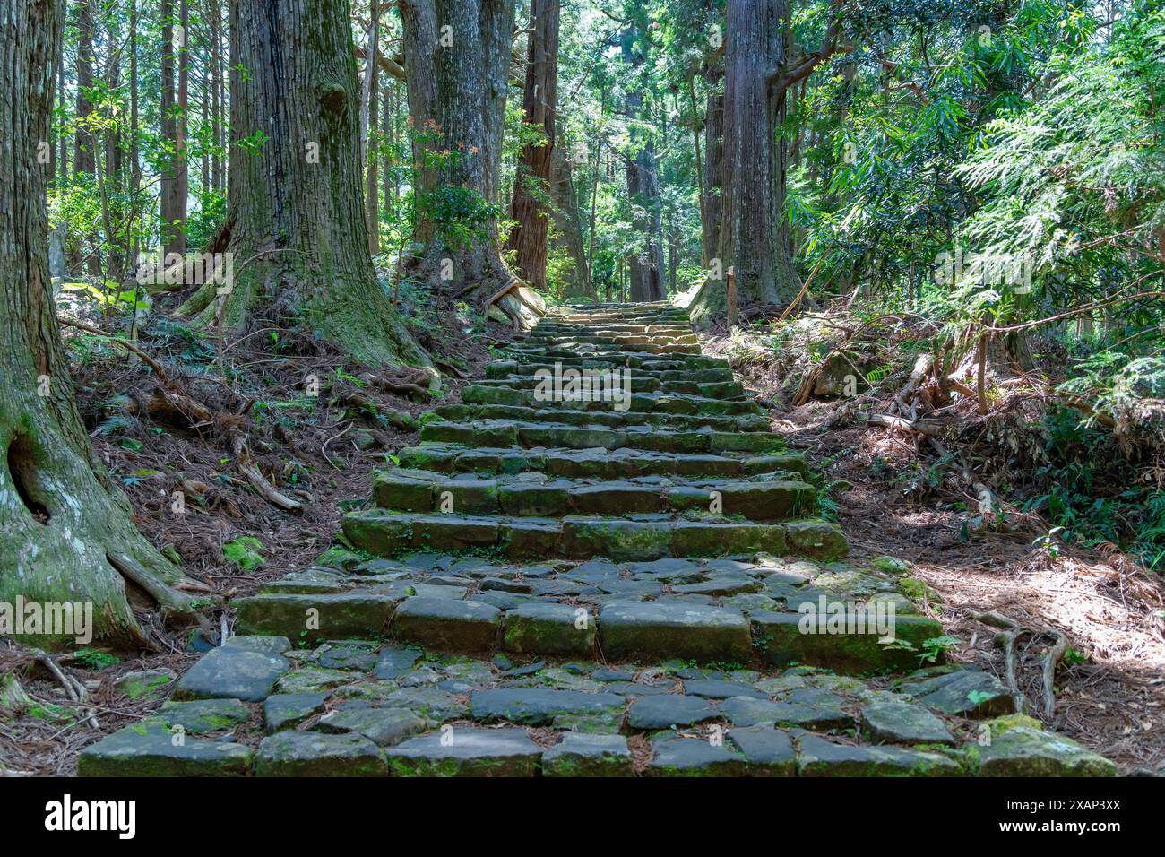 Cobblestone path through the forest of ancient cedars, part of the ...