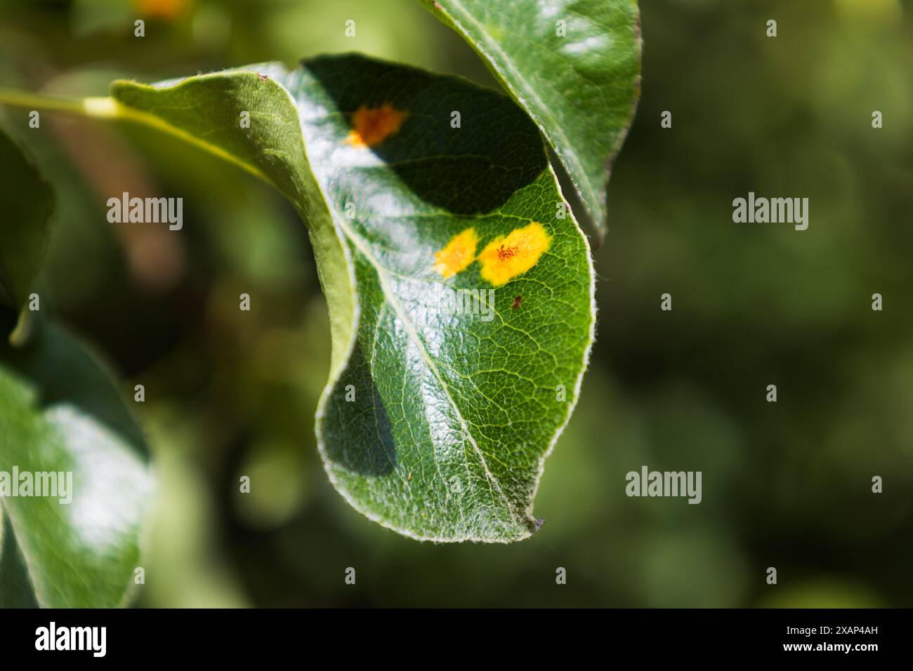 Disease of pear trees in autumn. Damage Fruit tree. Sick leaf of fungal ...