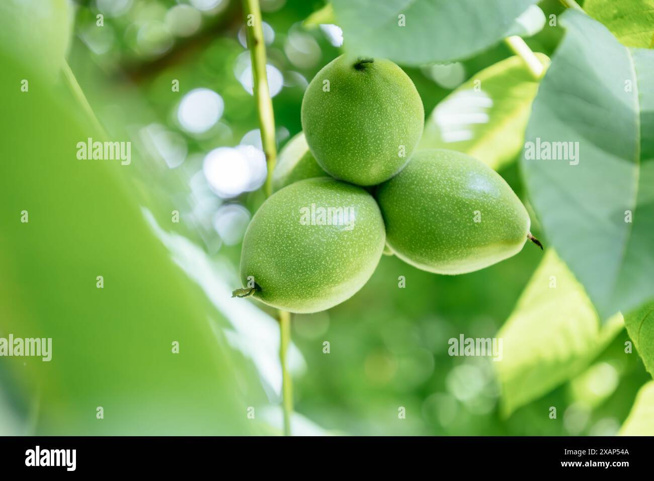 Unripe walnuts hang on a branch of Walnut tree. Green leaves and raw ...