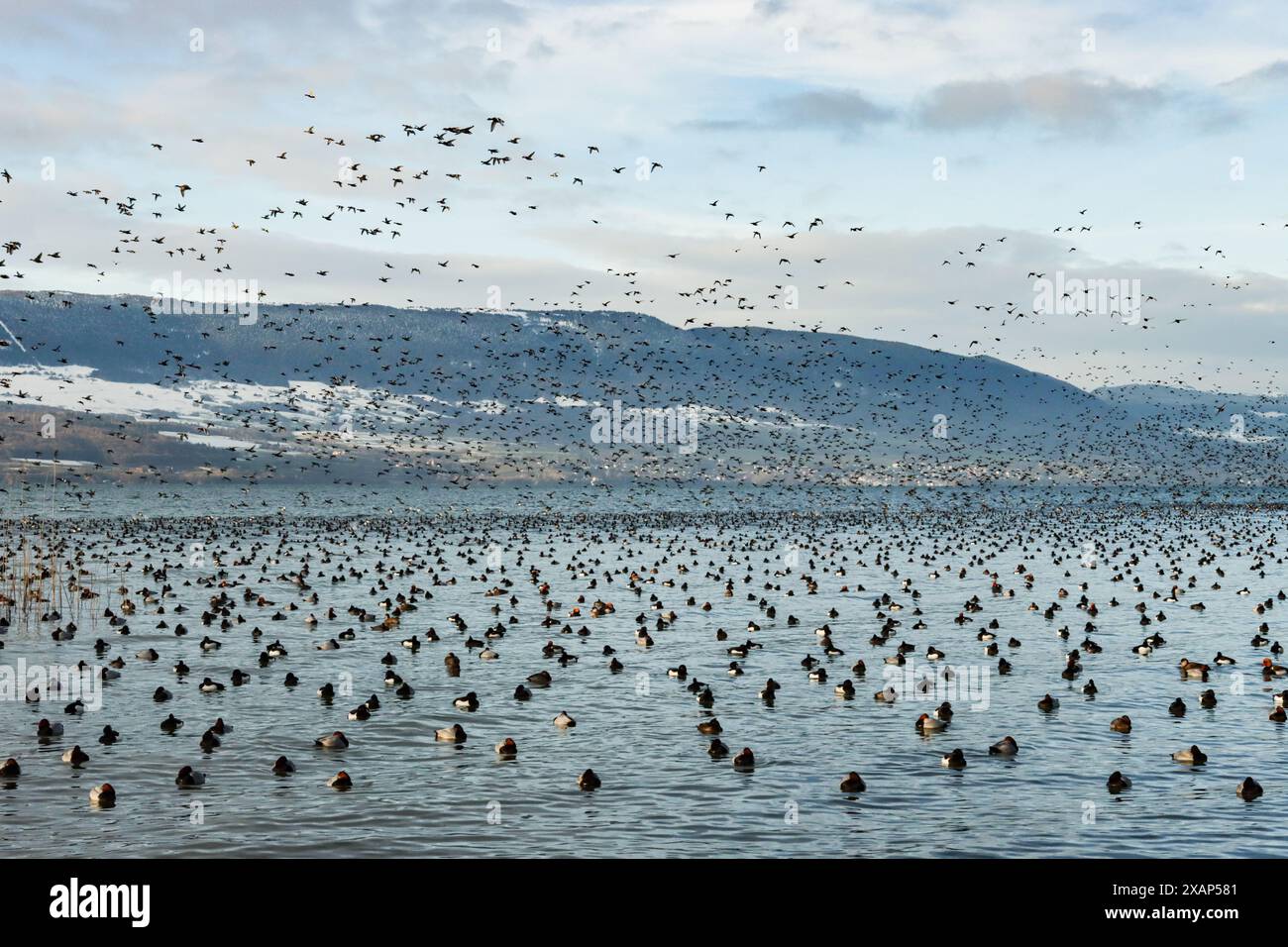 Diving ducks in flight and resting in winter on Neuchâtel lake in ...