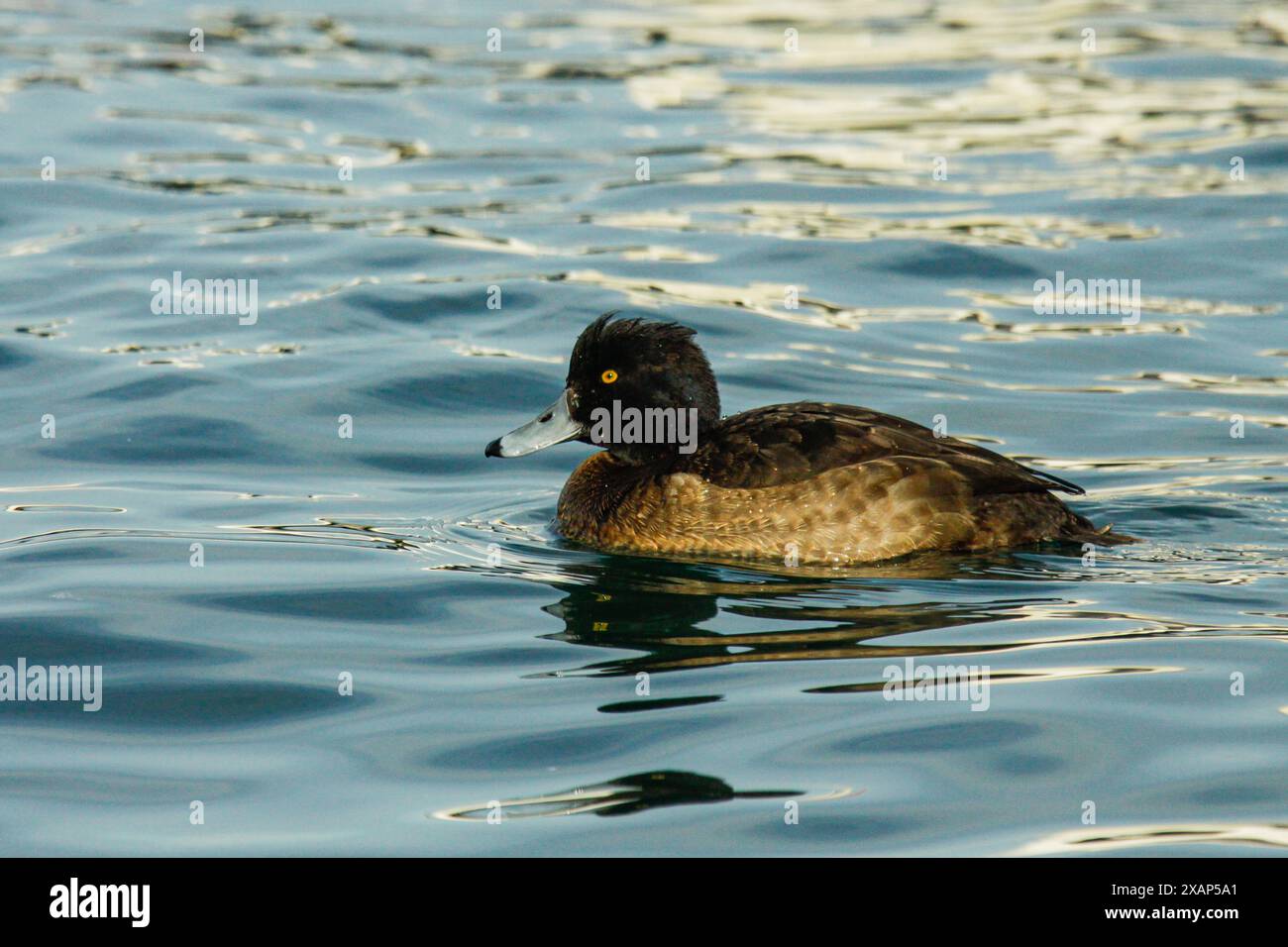 Female tufted duck (Aythya fuligula), Geneva lake, Switzerland Stock ...