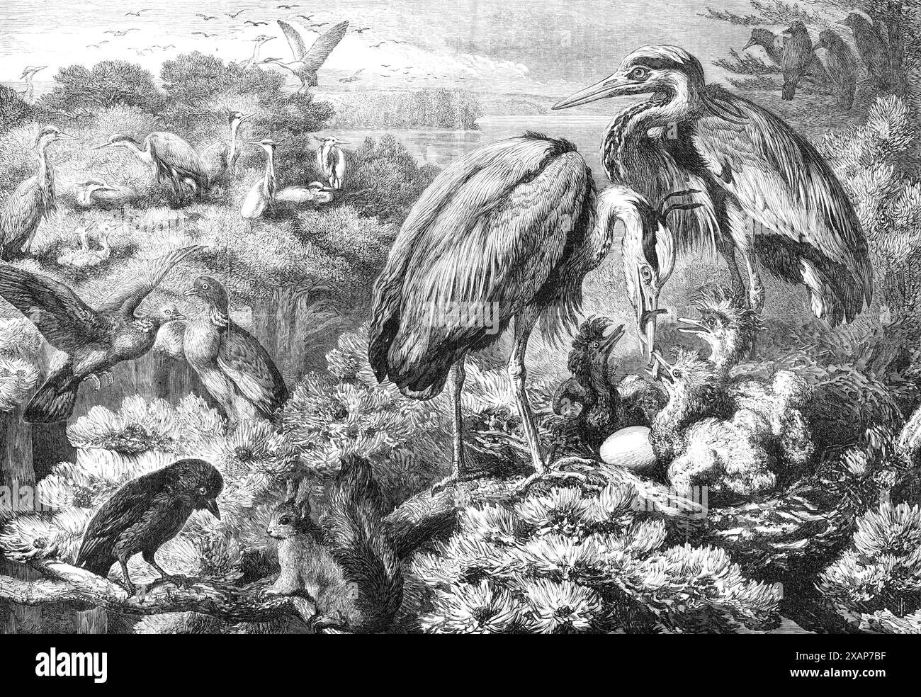 The Heronry at Didlington Park, Norfolk, 1868. 'Those fine old birds ...