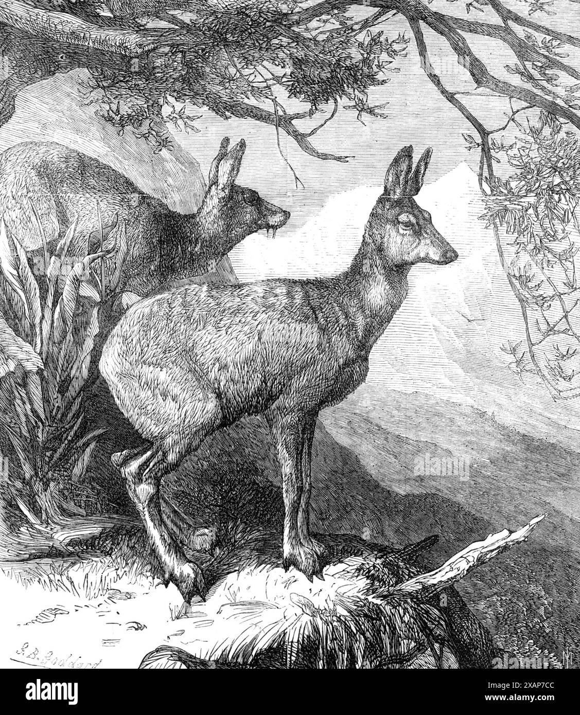 British native deer species Black and White Stock Photos & Images - Alamy