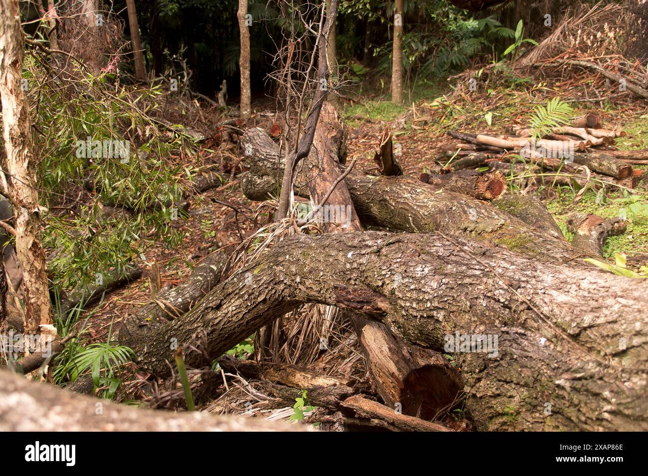 Tornado storm trees hi-res stock photography and images - Alamy