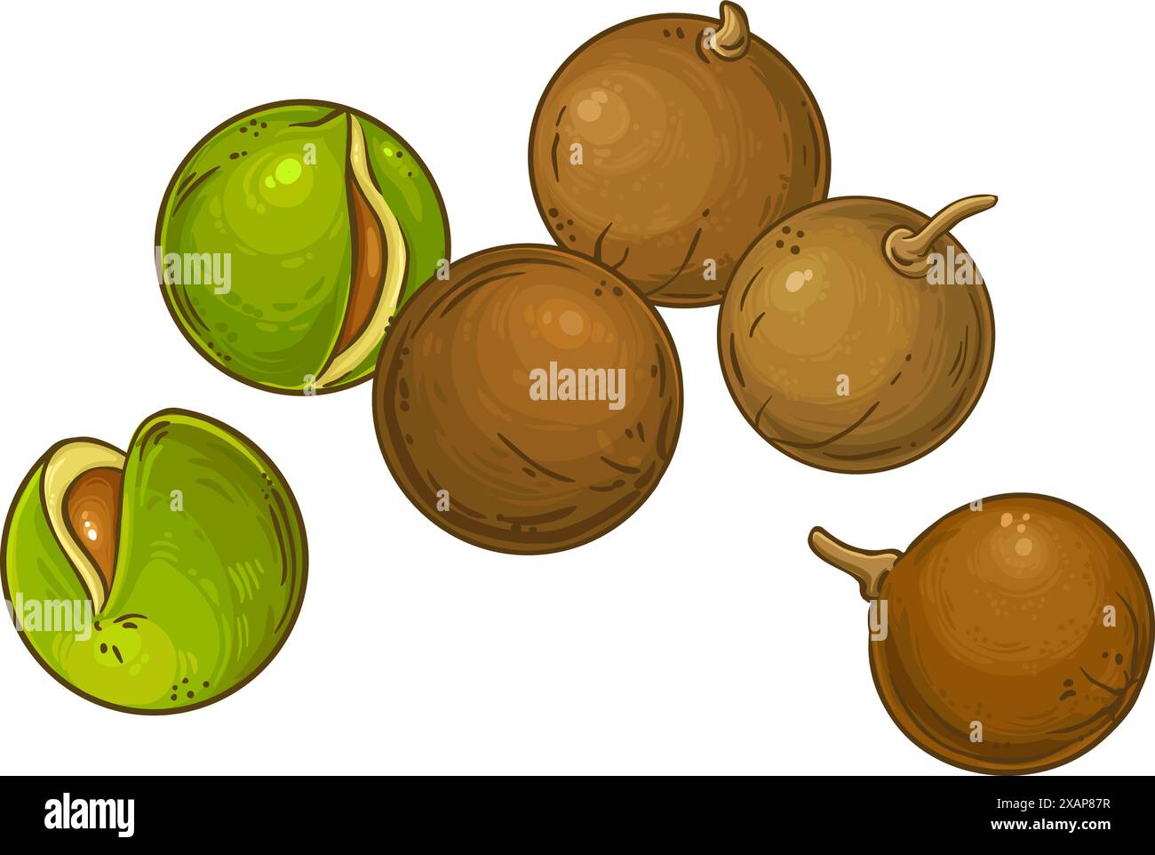 Mongongo Nuts Colored Detailed Illustration Stock Vector Image & Art ...