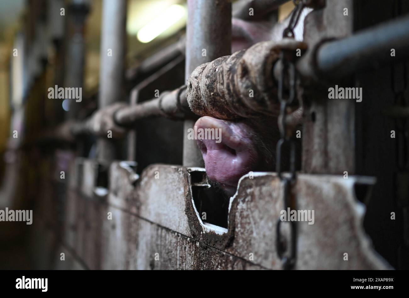 Empty pigsty hi-res stock photography and images - Alamy