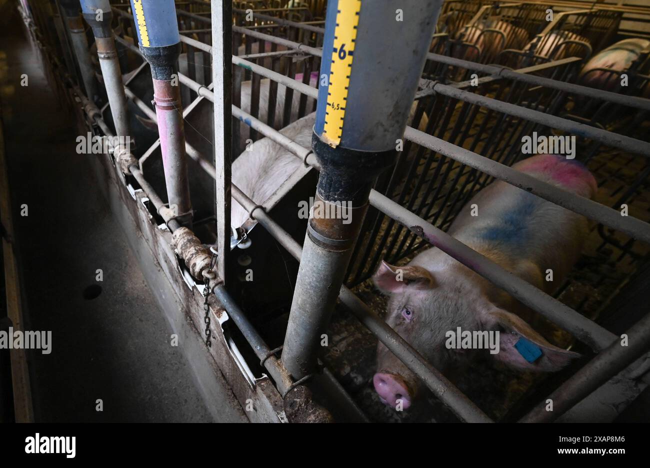 Empty pigsty hi-res stock photography and images - Alamy