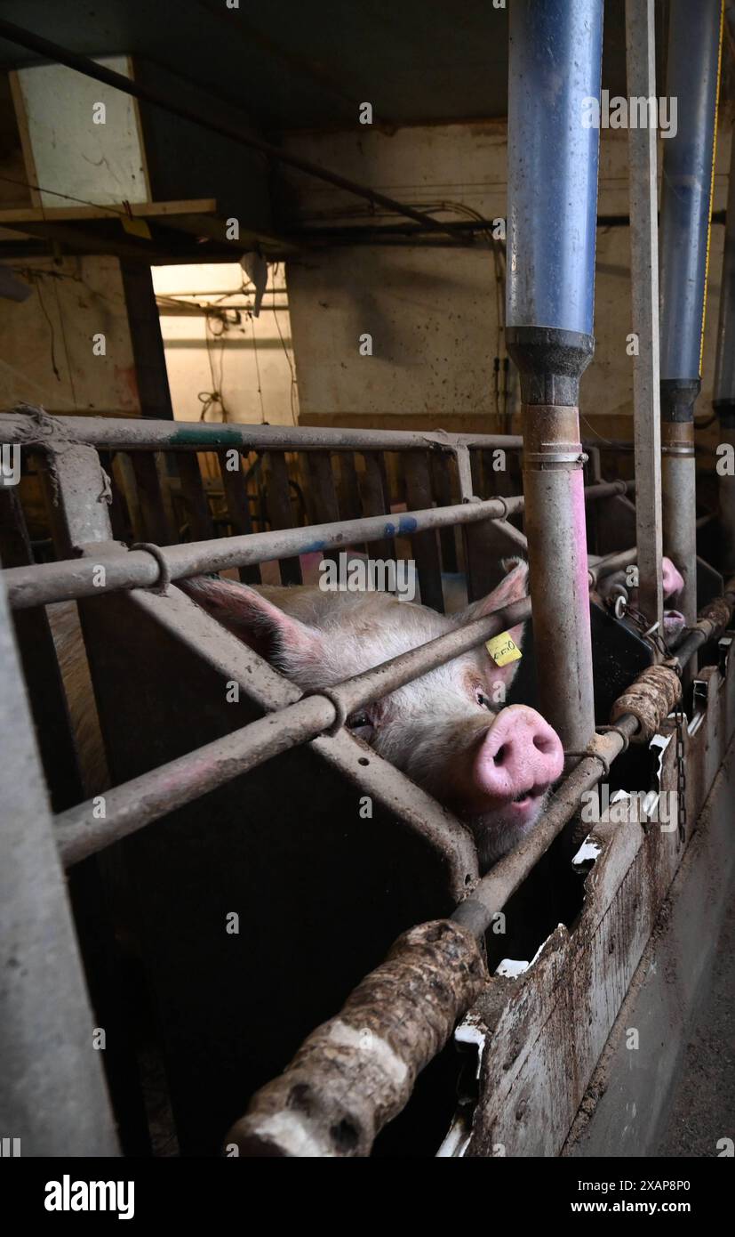 Empty pigsty hi-res stock photography and images - Alamy