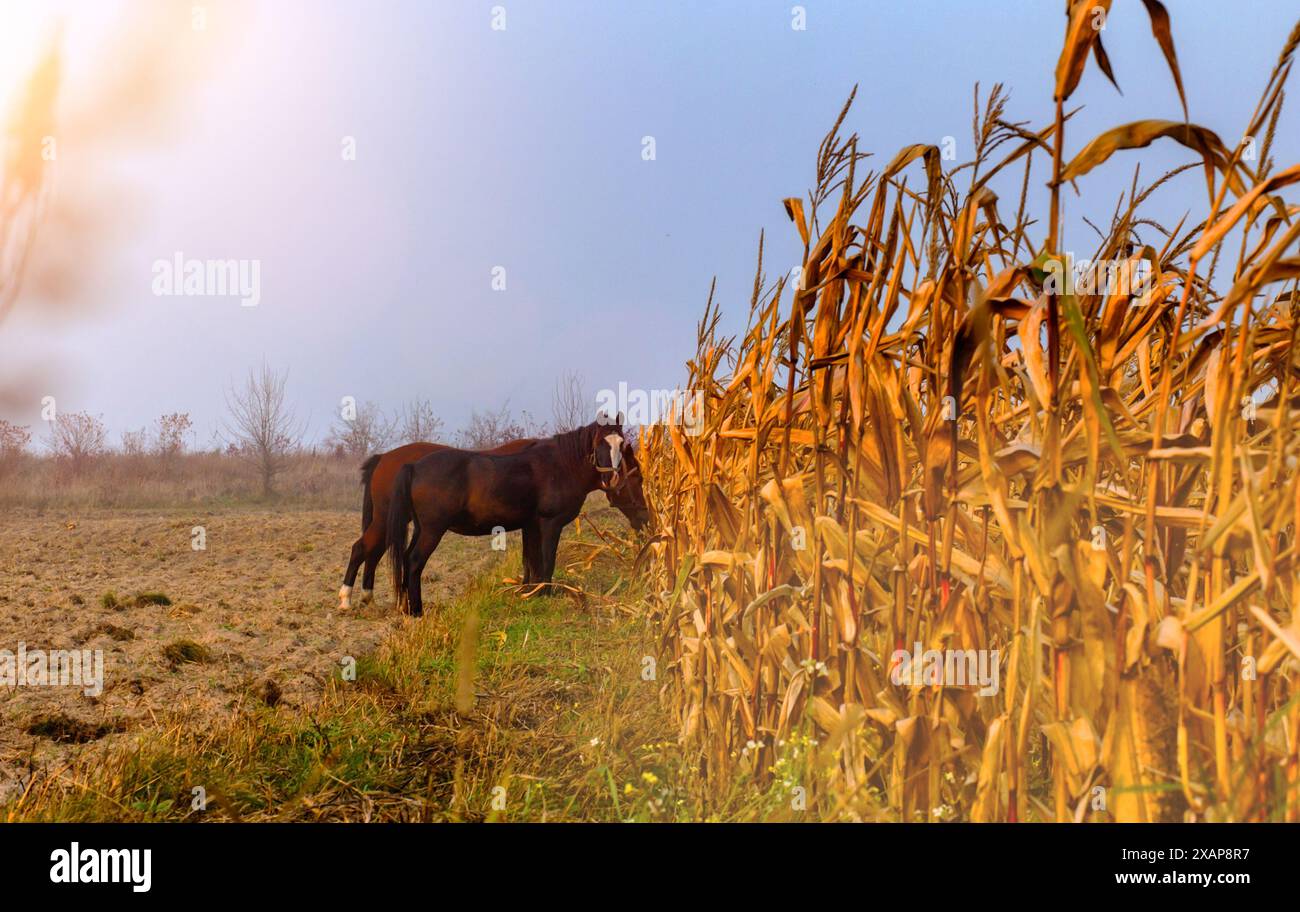 Beautiful fall farm horses grazing hi-res stock photography and images ...