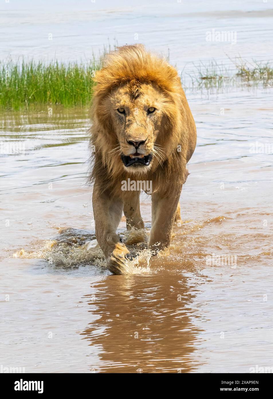 A male Lion (Panthera Leo) crossing a shallow stream in Tanzania Stock ...