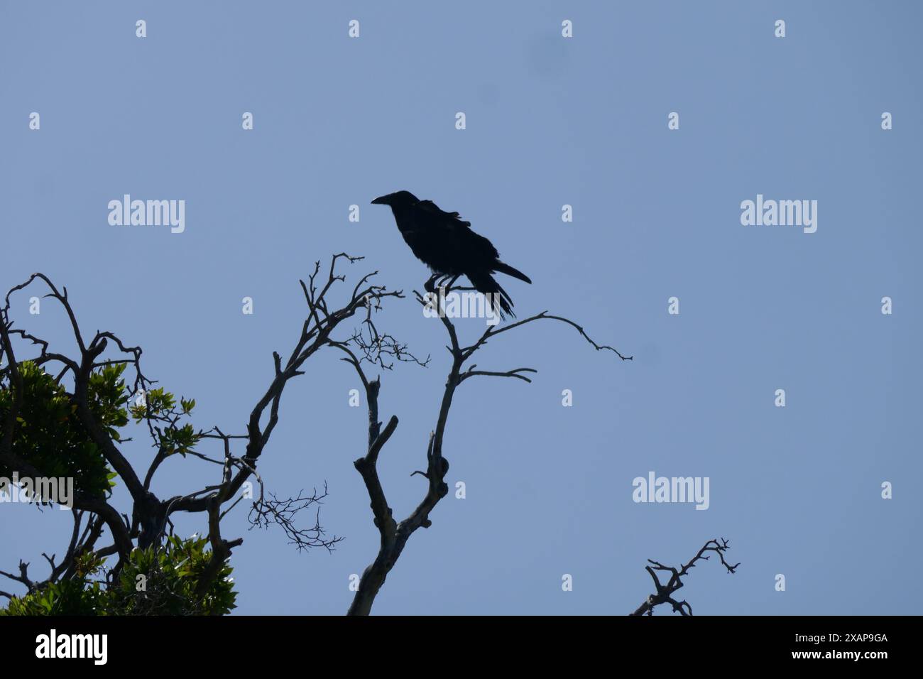Los Angeles, California, USA 6th June 2024 Raven at Forest Lawn ...