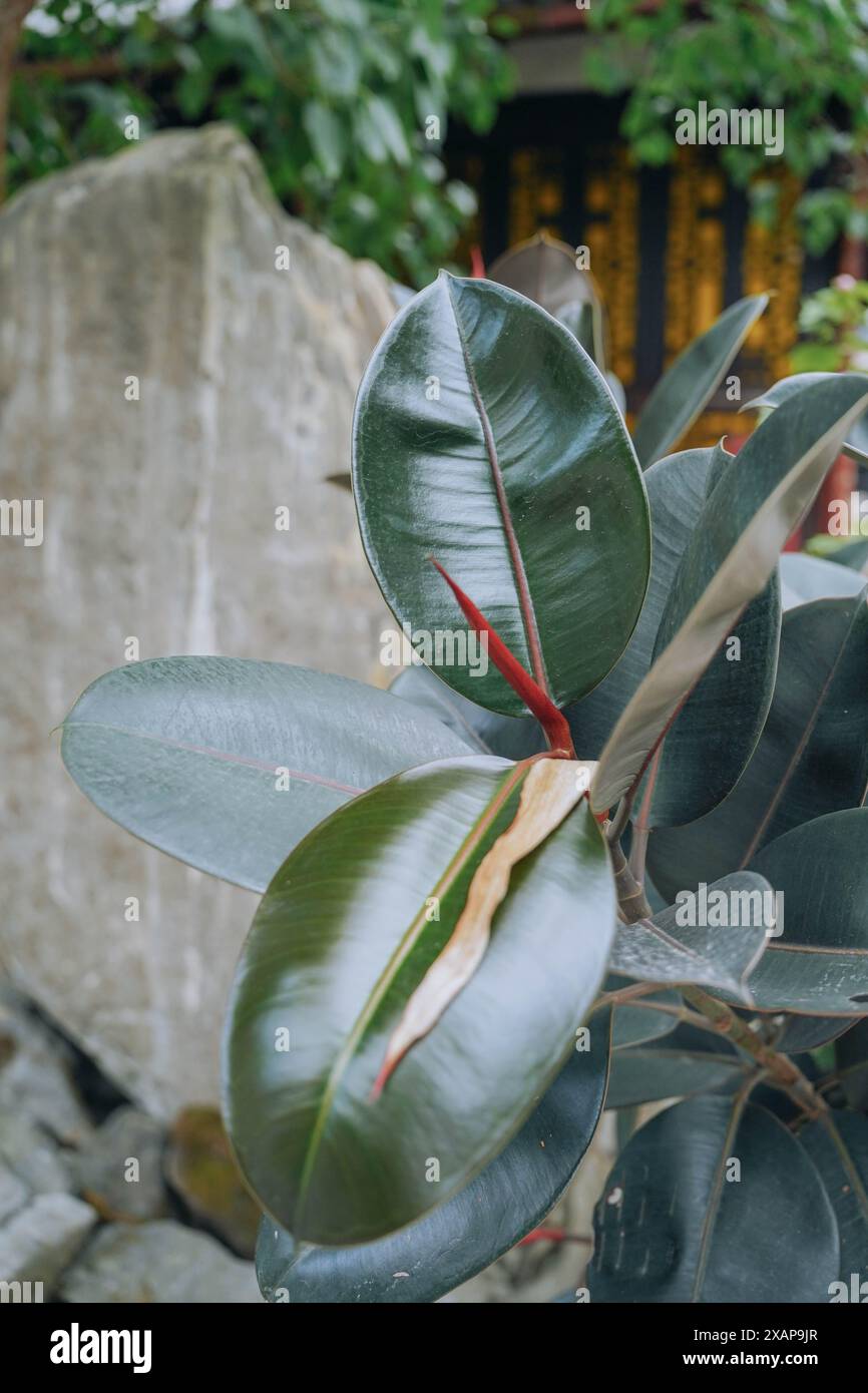 New Leaf Ficus Elastica Foliage Rubber Plant Stock Photo - Alamy