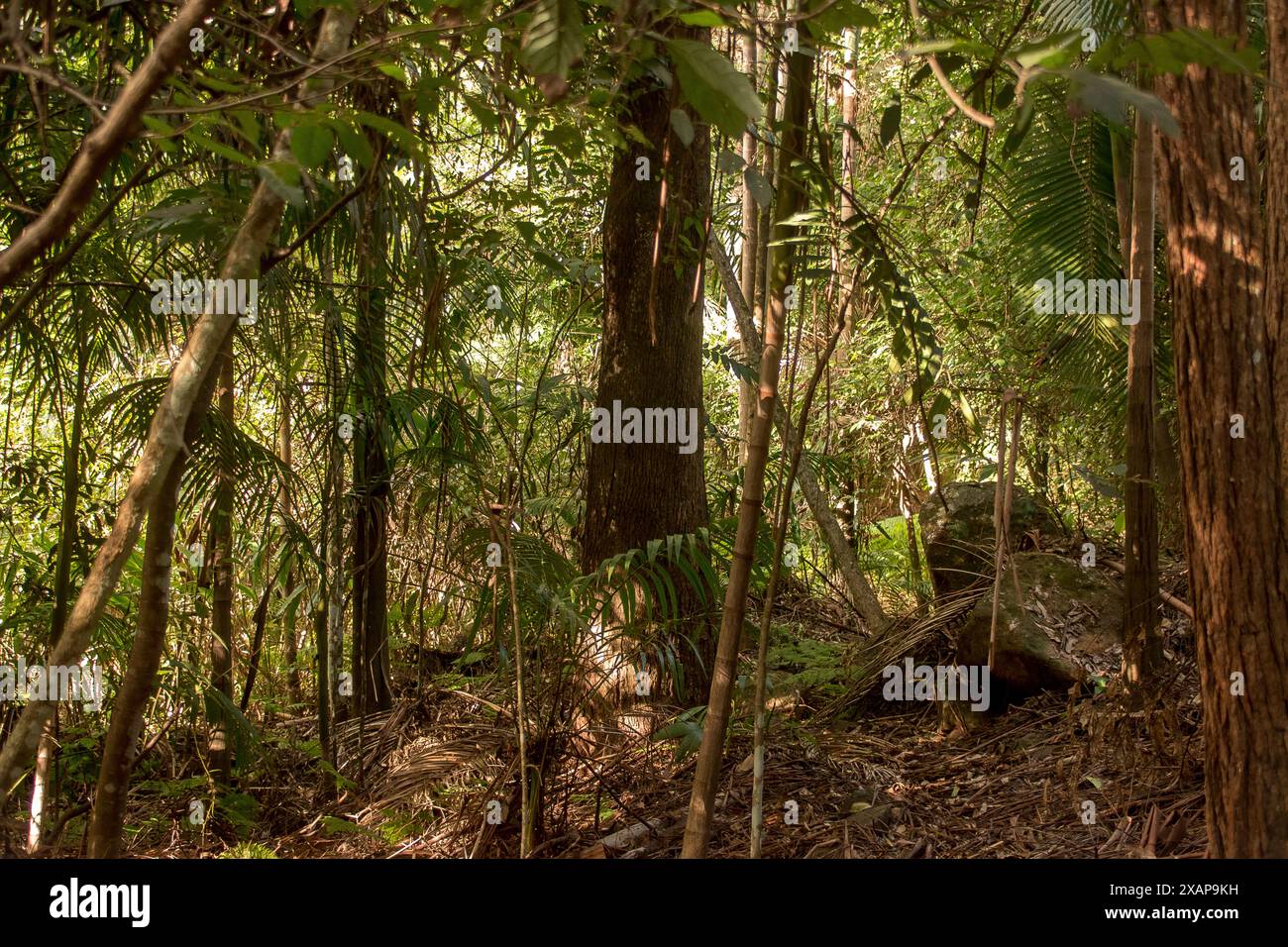 Volcanicsoils hi-res stock photography and images - Alamy
