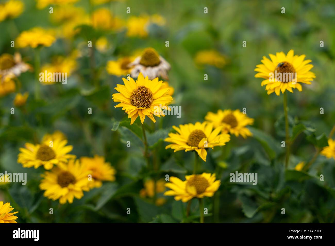 False sunflower heliopsis helianthoides yellow hi-res stock photography ...