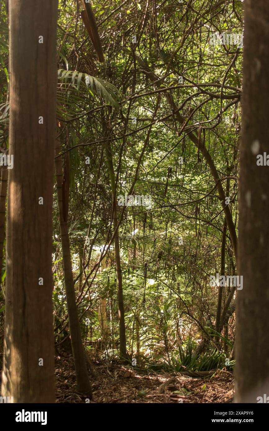 Understorey of lowland sub-tropical rainforest, Queensland, Australia ...
