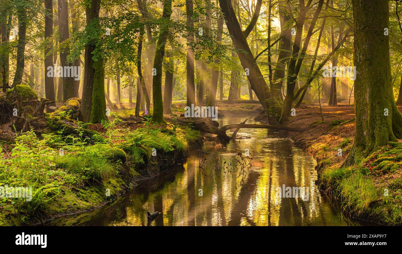 It feels like an enchanted forest as the sunbeams light up the ...