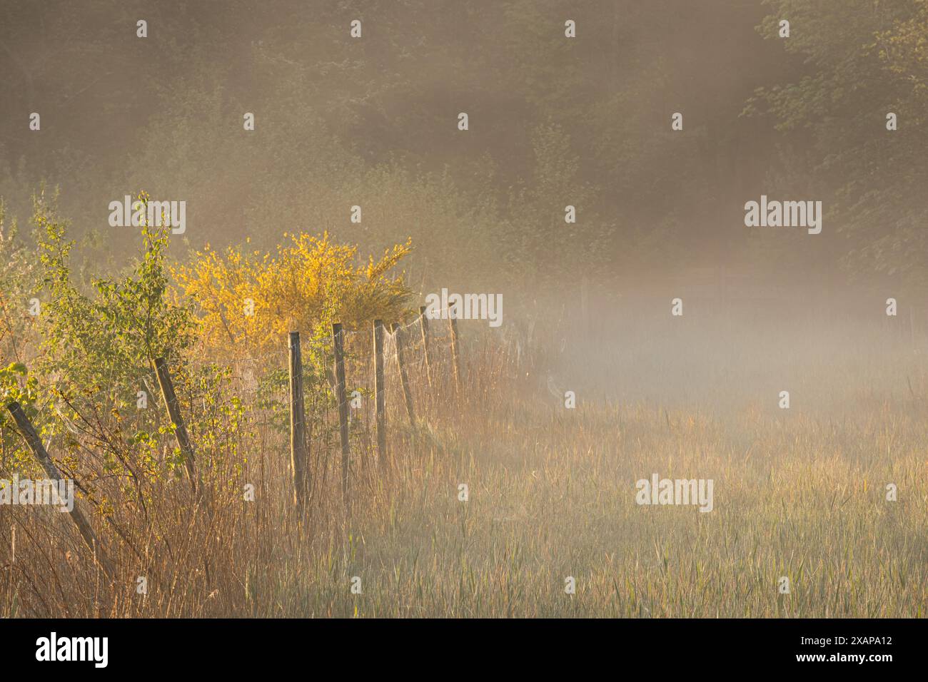 A forest path, a fence with crooked wooden posts, trees in soft spring ...