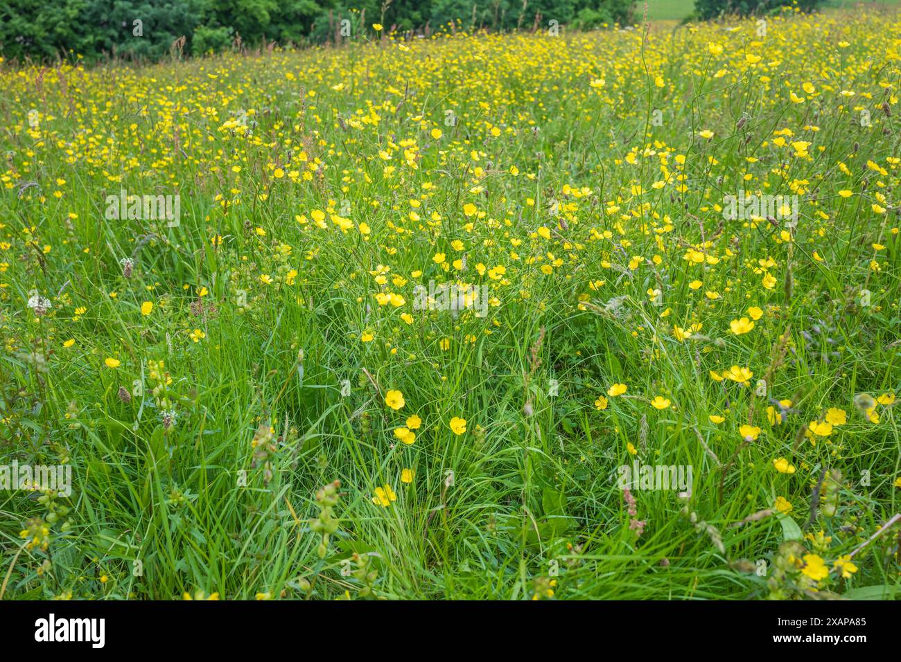 A field of yellow Buttercups, Ranunculus bulbosus, native wildflower in ...